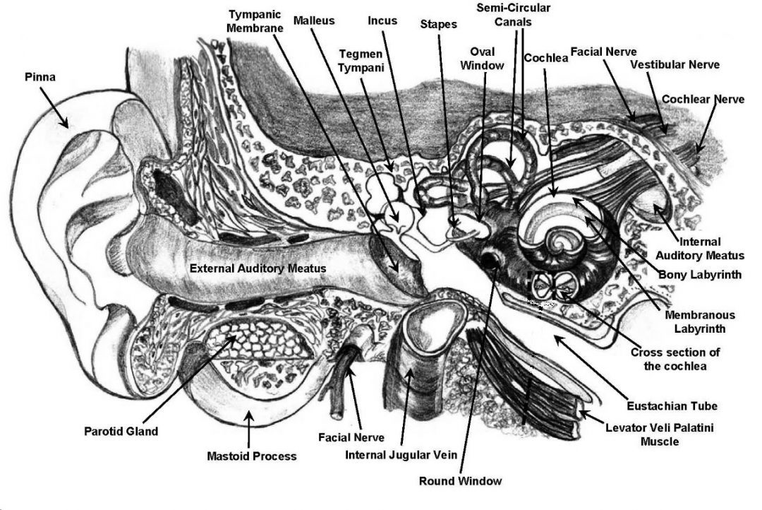 Hyperacusis Research Tours Mass. Eye and Ear Infirmary - Hyperacusis ...