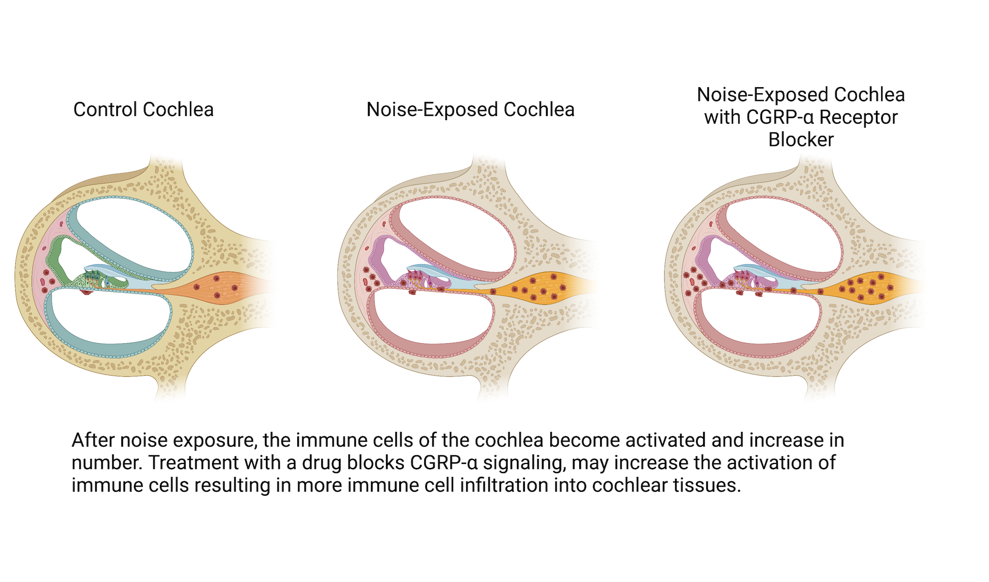 Meet the Researcher: A talk with Megan Beers Wood, recipient of our ...
